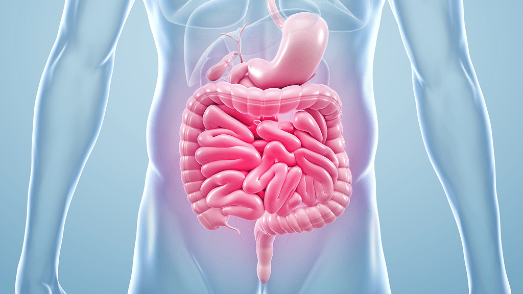 Exercise for Gut Health - The Perfect Workout®